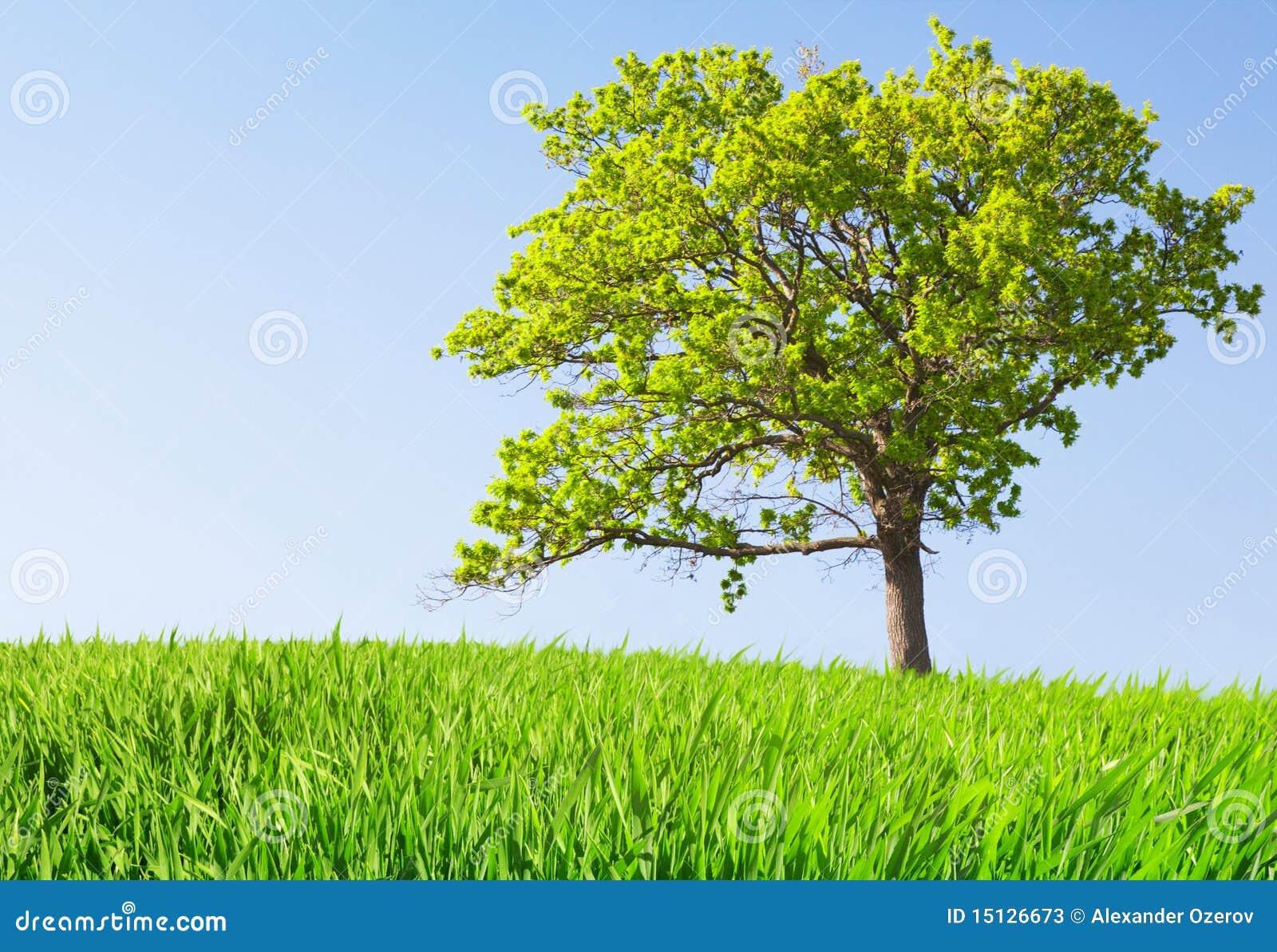 Tree on meadow stock image. Image of environment, weather - 15126673