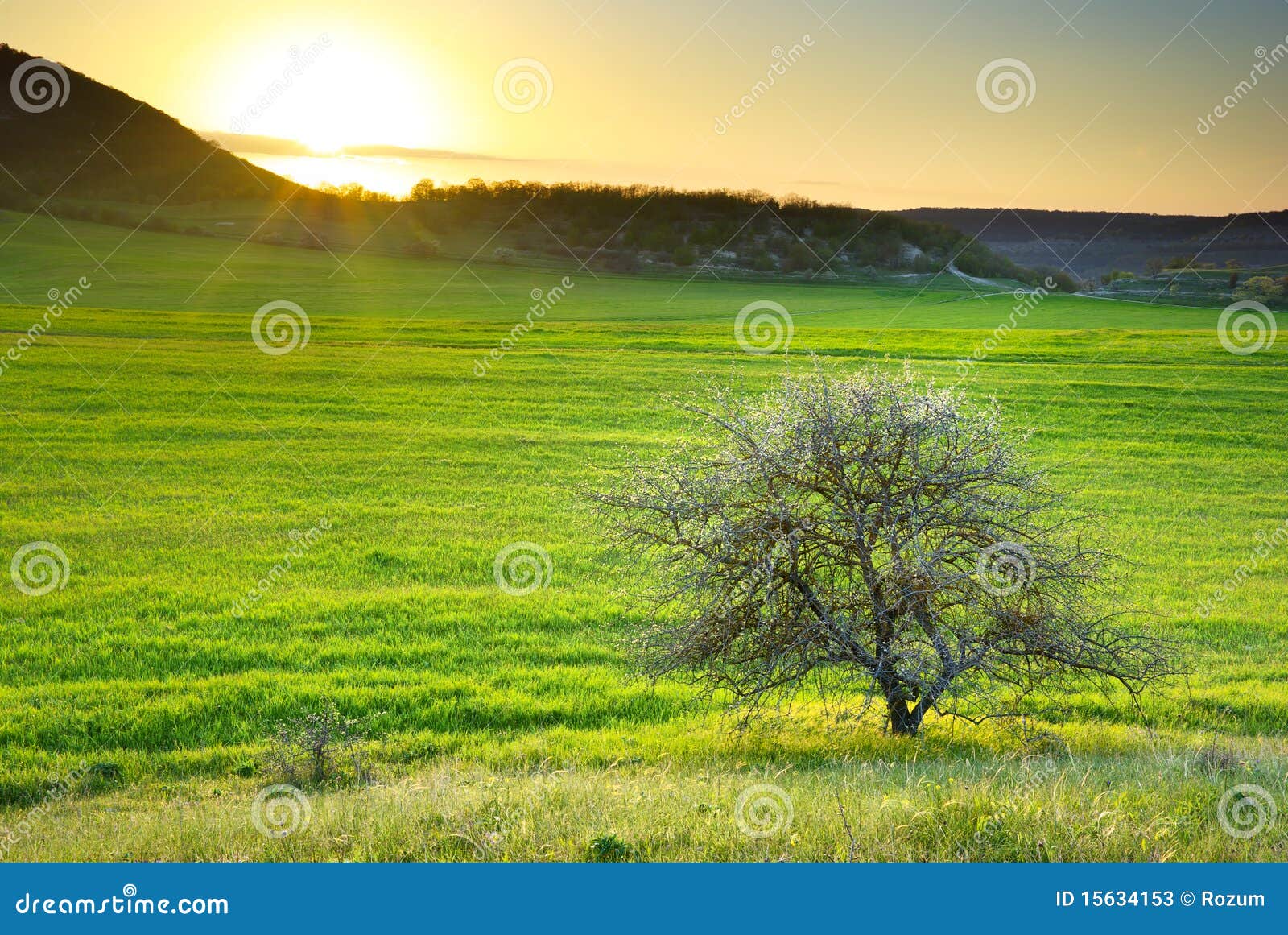 Tree on meadow stock image. Image of environment, field - 15634153