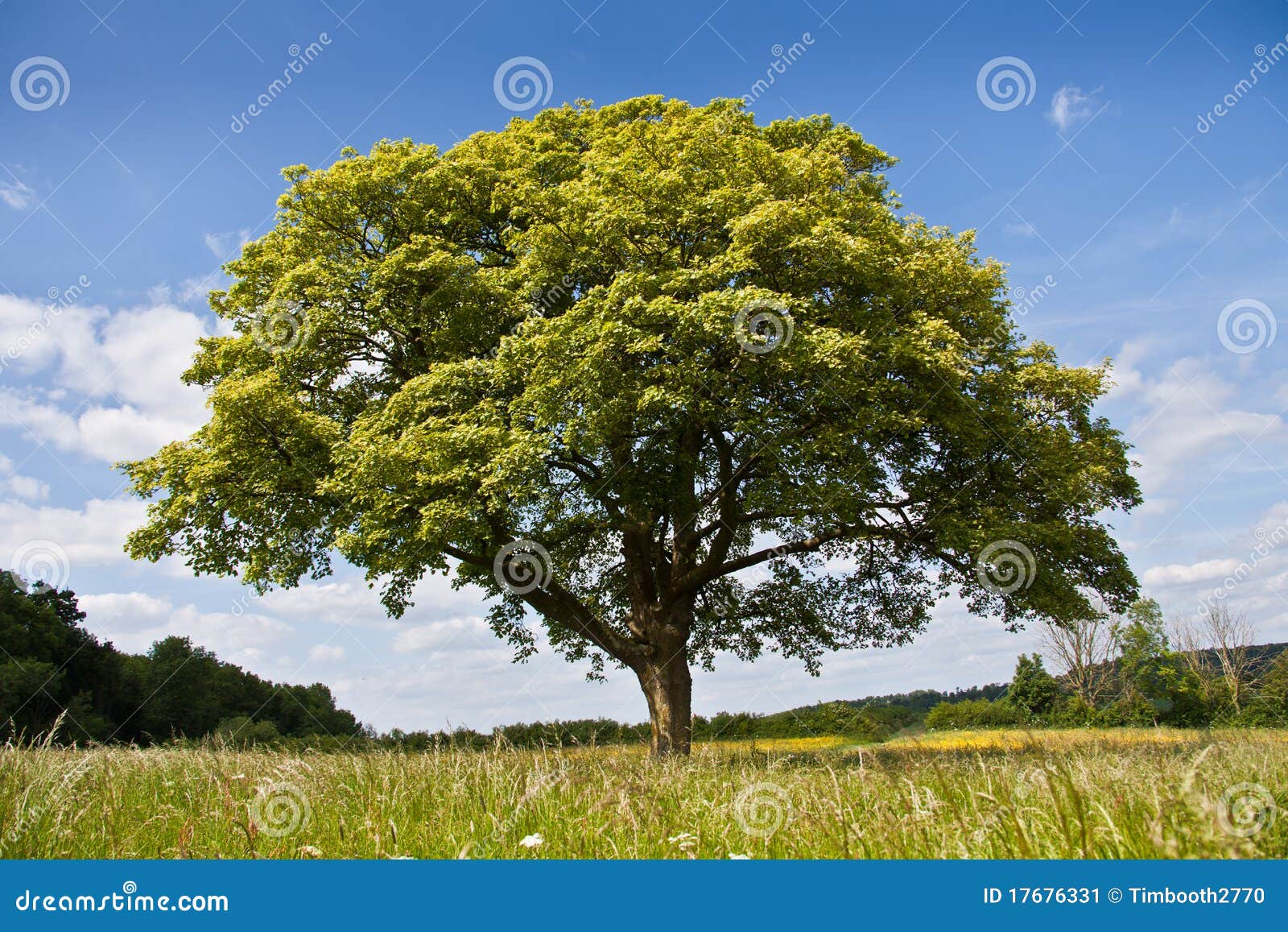 Tree in a meadow stock image. Image of agriculture, background - 17676331