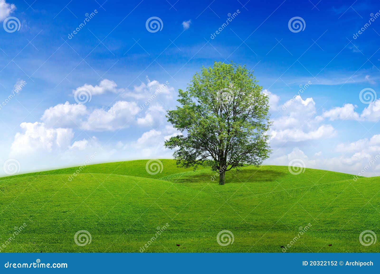 Tree in meadow stock photo. Image of idyll, beautiful - 20322152