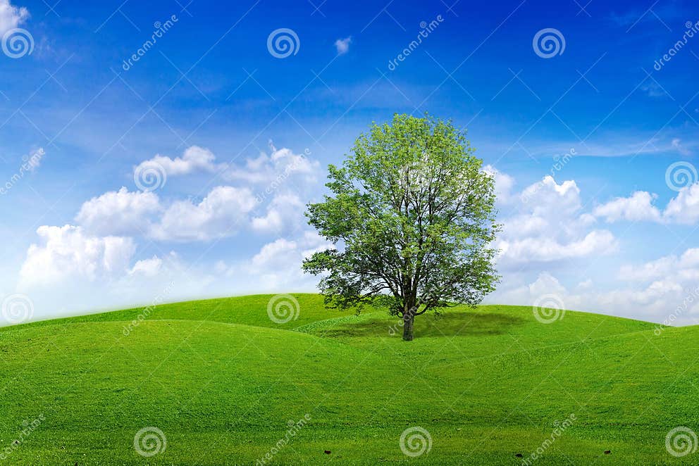 Tree in meadow stock photo. Image of idyll, beautiful - 20322152