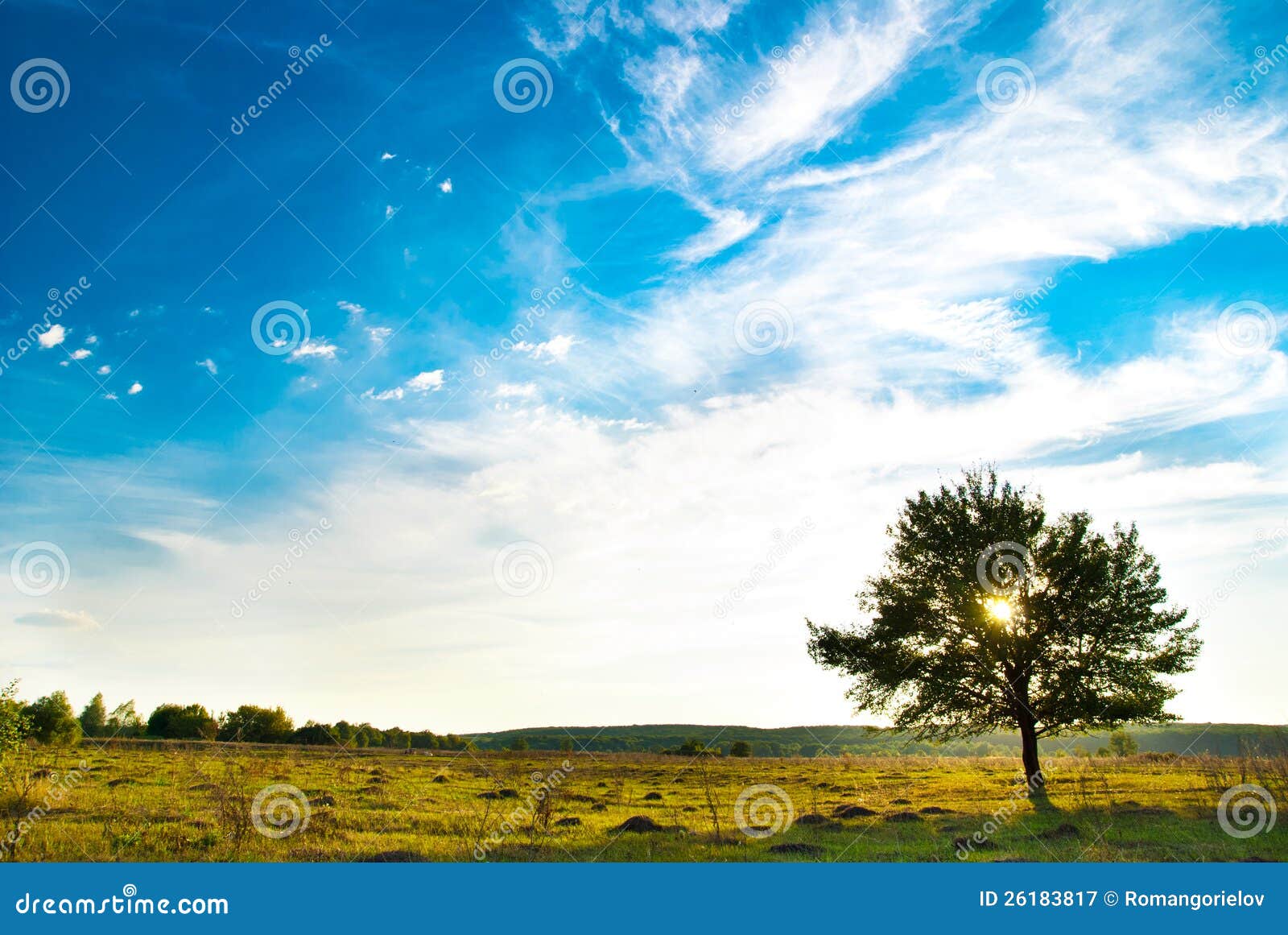 Tree in a meadow stock image. Image of tranquil, tree - 26183817