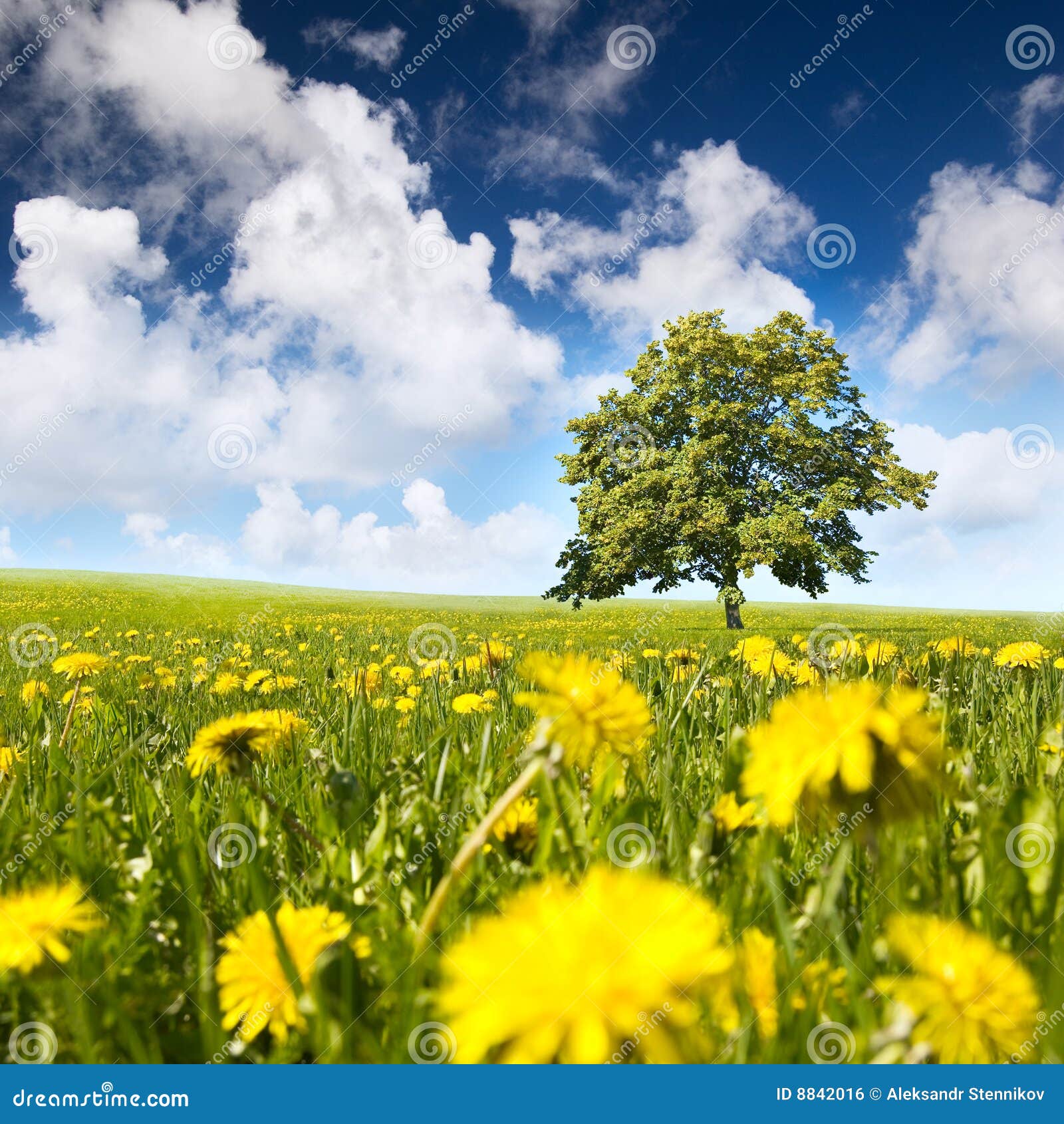 Tree in a meadow stock photo. Image of blossom, blue, color - 8842016