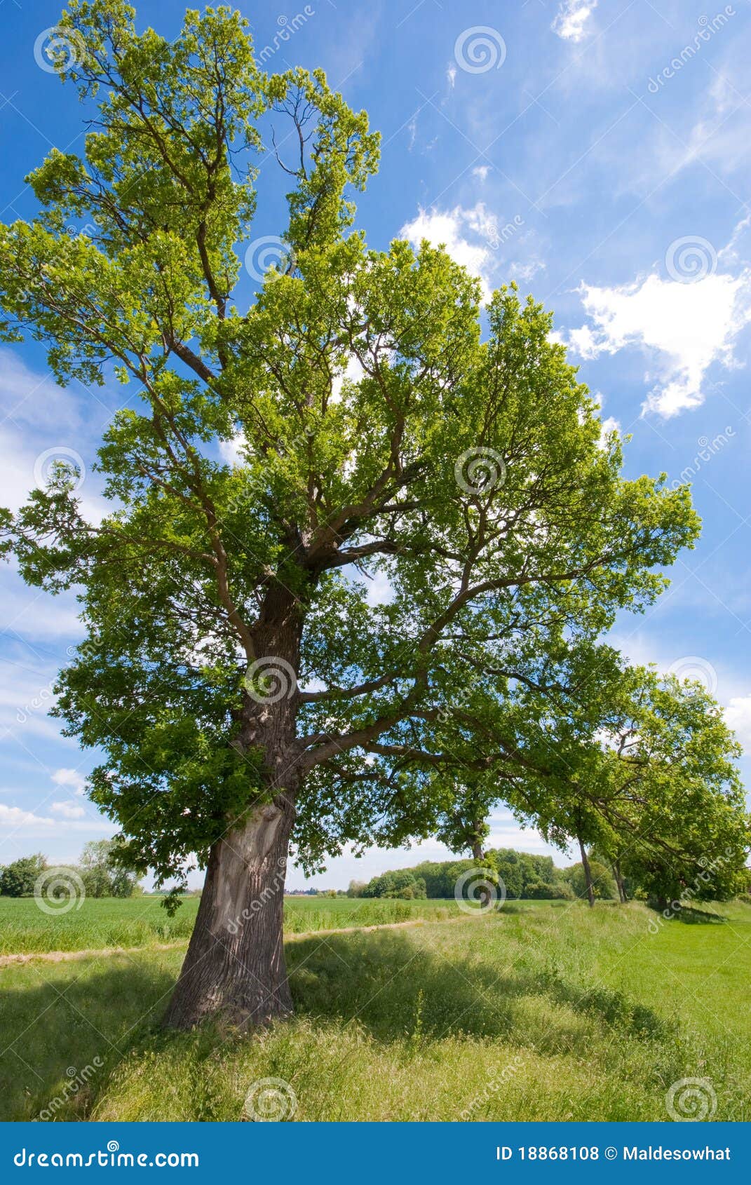 Elm Tree On Meadow In Logarska Dolina, Logar Valley, Slovenia Royalty ...