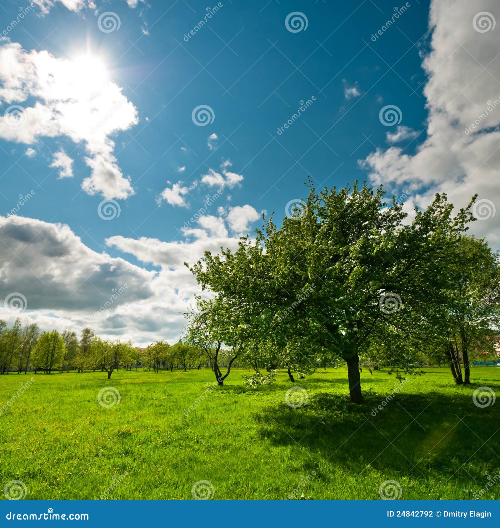 Tree on Meadow with Bright Sun Stock Photo - Image of clean, atmosphere ...