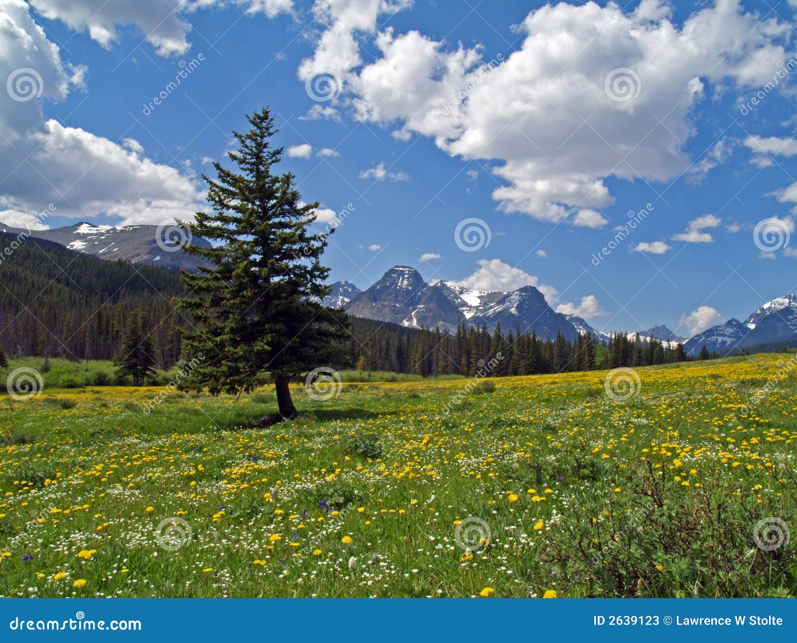 Tree in Meadow of Flowers stock image. Image of pristine - 2639123