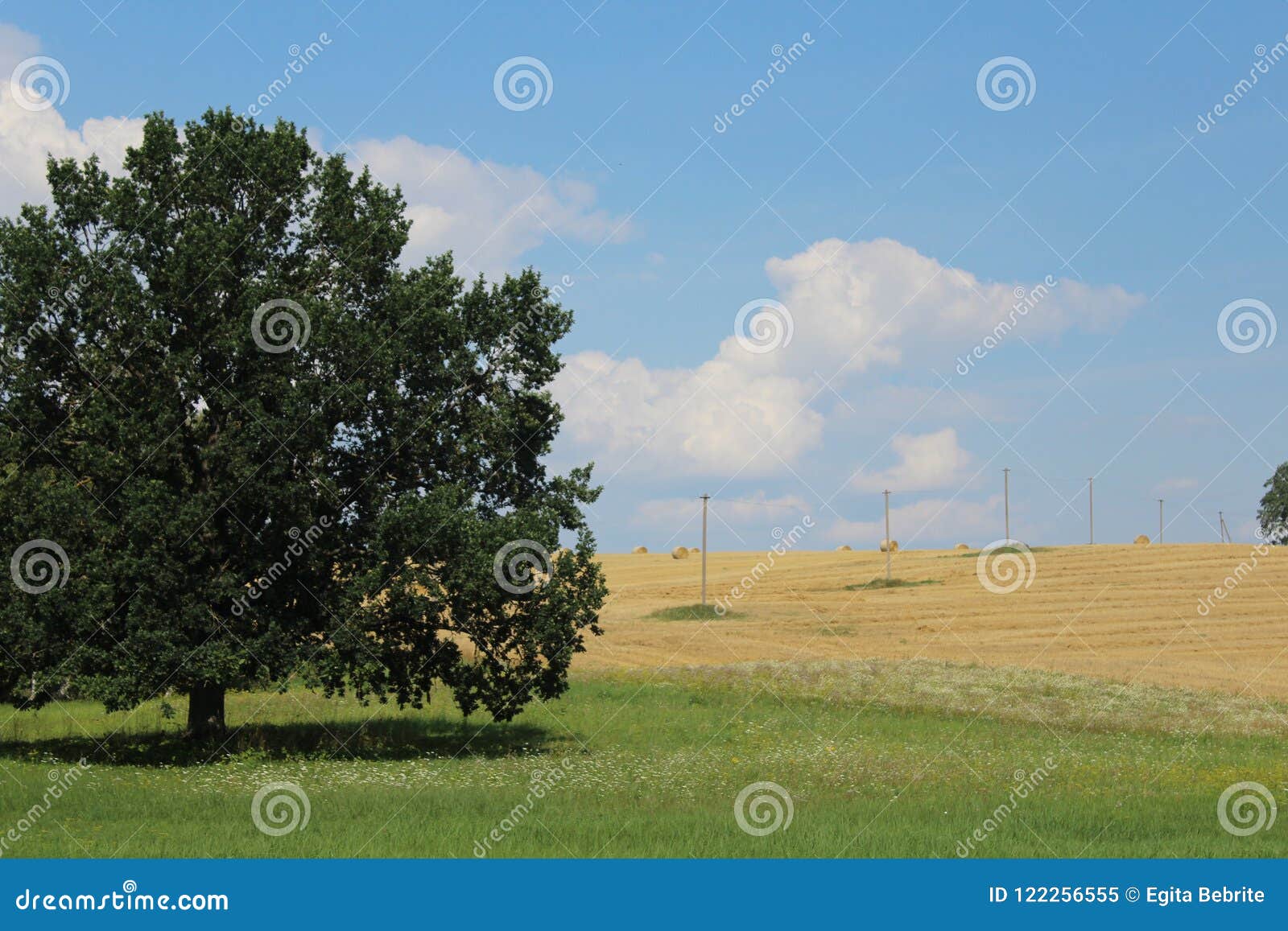 Tree in meadow stock image. Image of tree, meadow, middle - 122256555