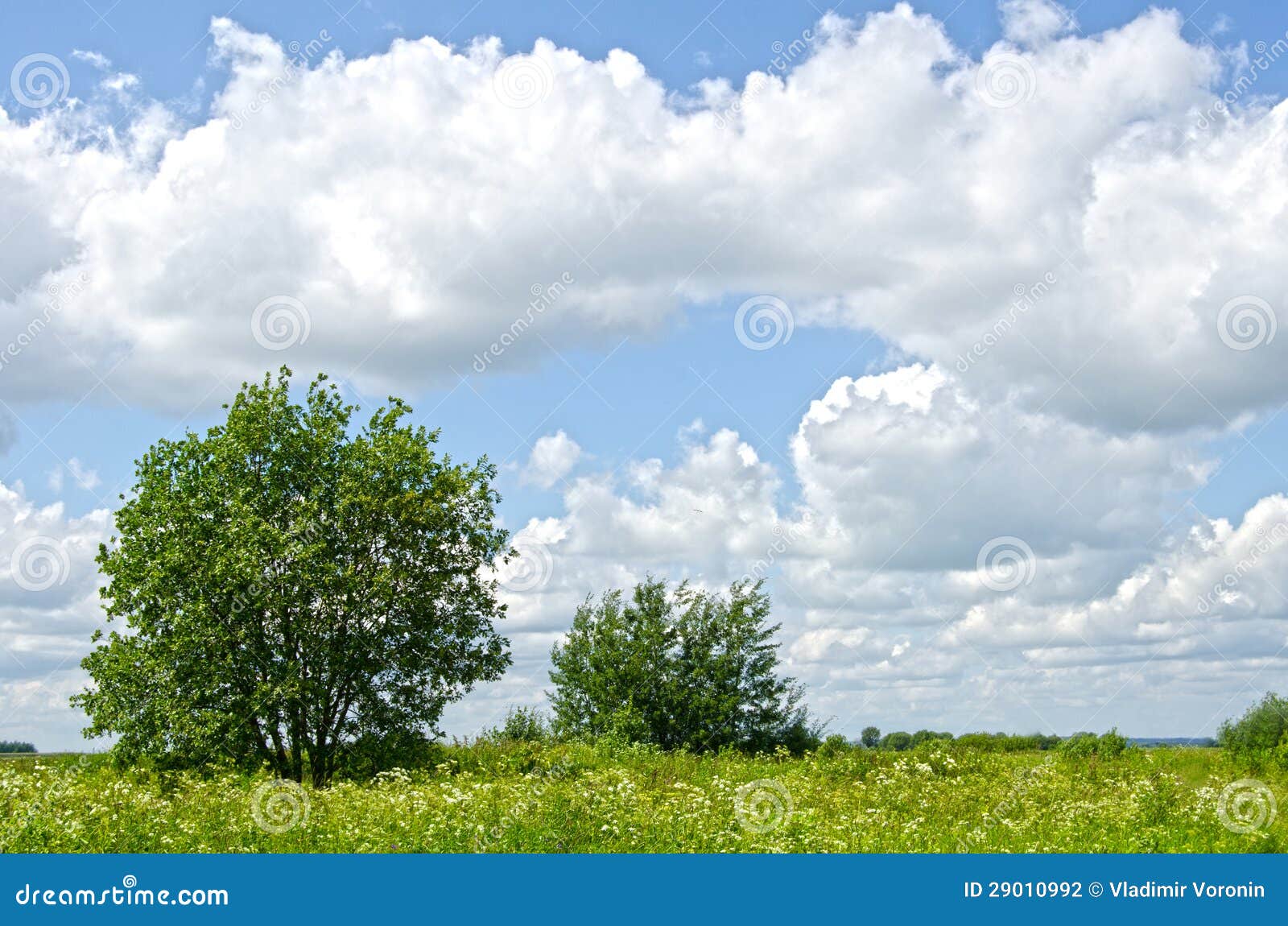 Tree in a Meadow on Nice Summer Day Stock Photo - Image of peace, leaf ...