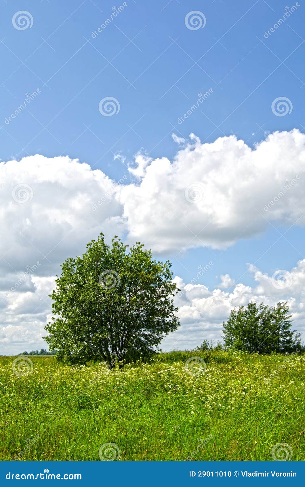 Tree in a Meadow on Nice Summer Day Stock Photo - Image of land, meadow ...