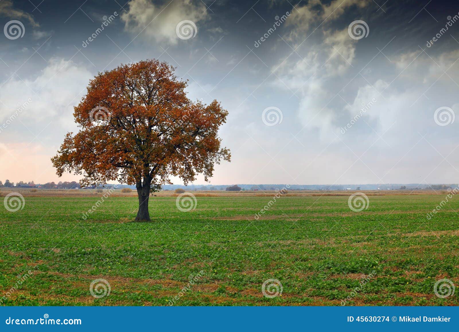 Tree on a meadow stock photo. Image of beautiful, green - 45630274