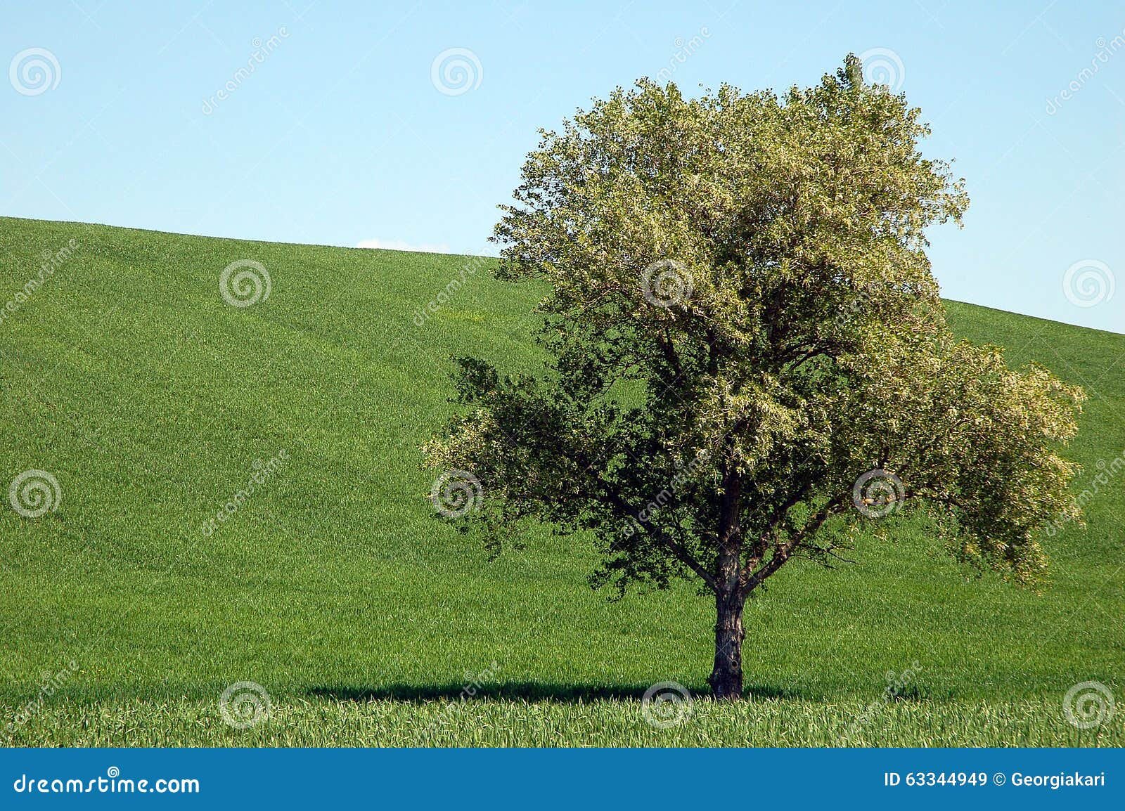 Tree in meadow stock image. Image of growth, meadow, sunny - 63344949