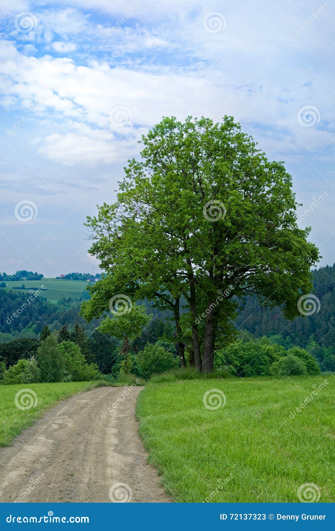 Tree in a meadow stock image. Image of idyllic, nature - 72137323