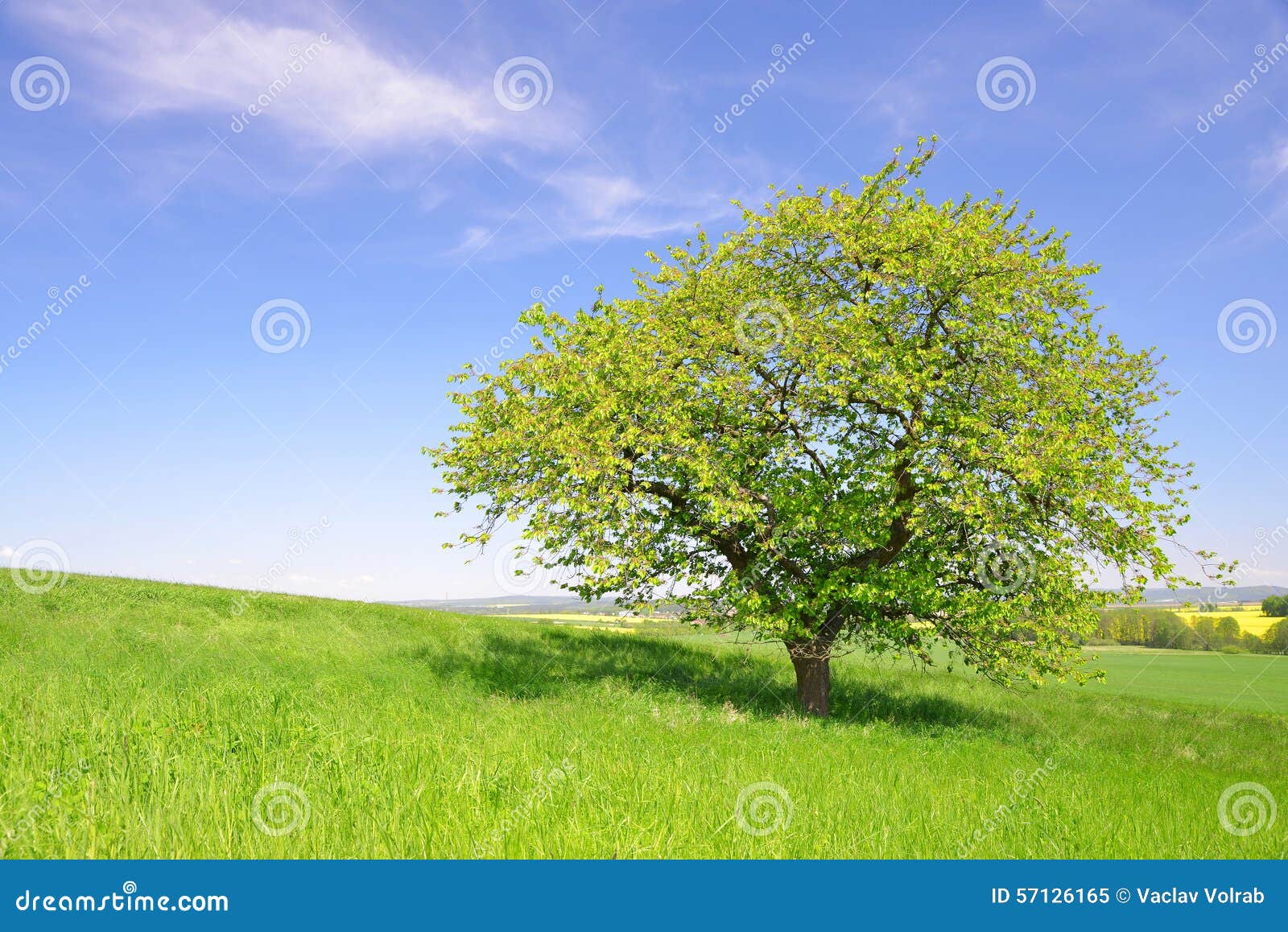 Tree on meadow stock image. Image of natural, countryside - 57126165