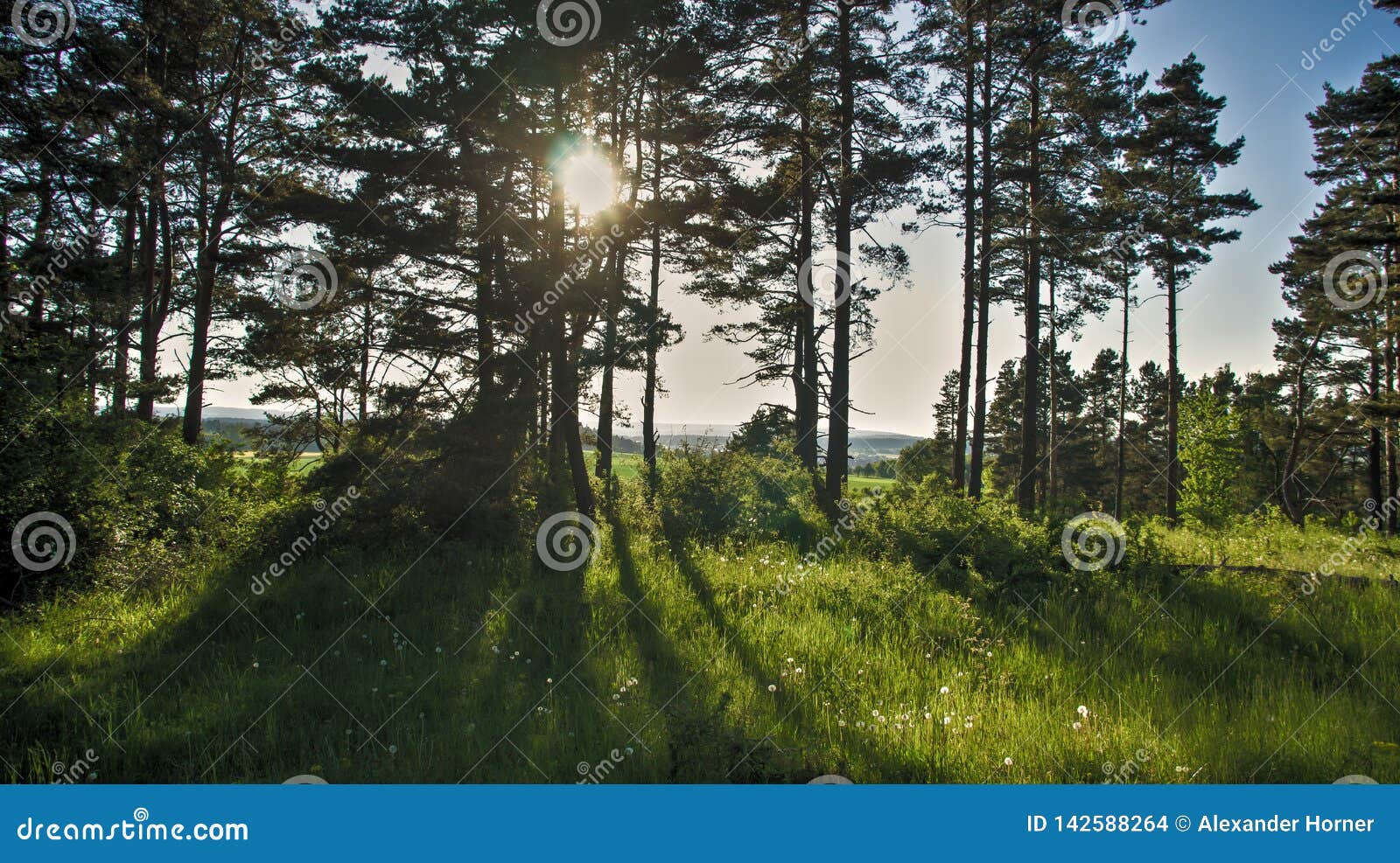 Tree and Meadow Sun Shining through Trees Stock Photo - Image of lawn ...