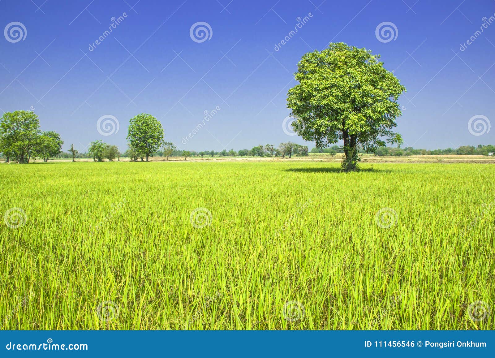 Tree in meadow stock photo. Image of countryside, rice - 111456546