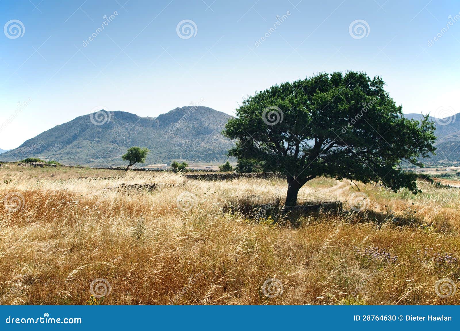 Tree in a Mediterranean Landscape Stock Photo - Image of nature ...