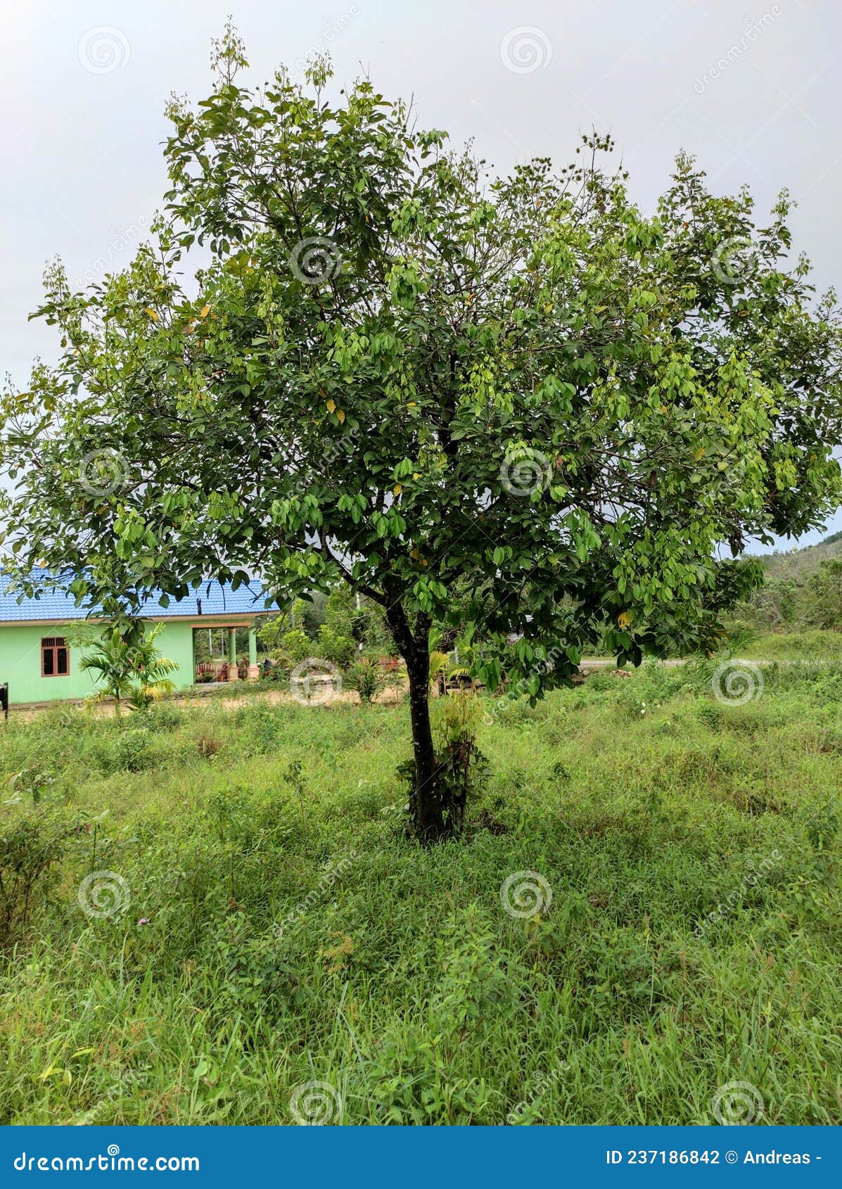 A Tree of Medium Size and Has Green Leaves Stock Photo - Image of ...