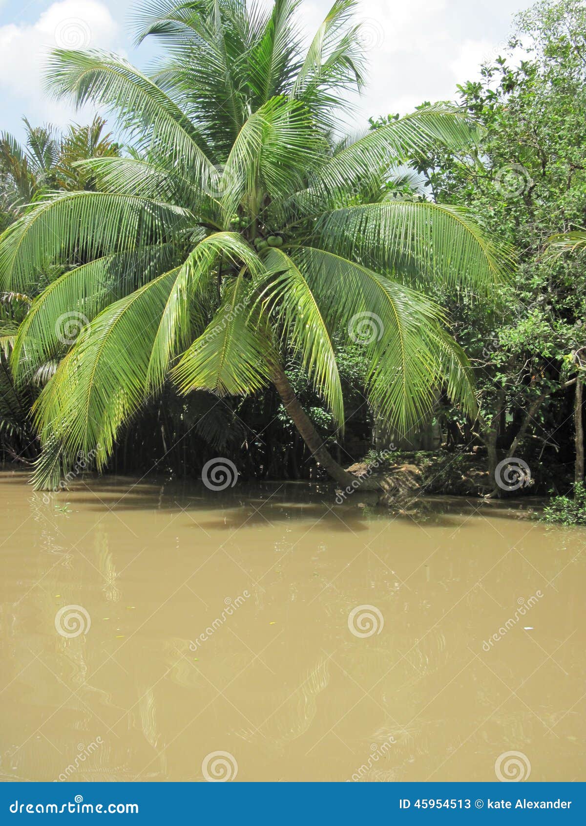 Tree on the Mekong Delta stock image. Image of vietnam - 45954513