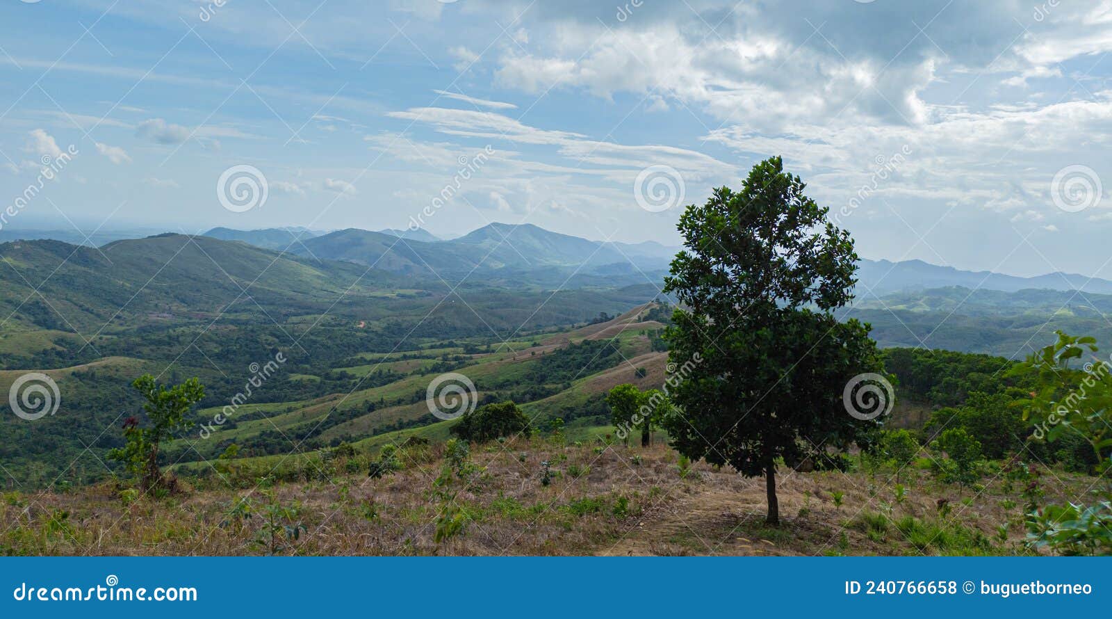 A Tree on the Meratus Mountains of South Borneo Stock Photo - Image of ...