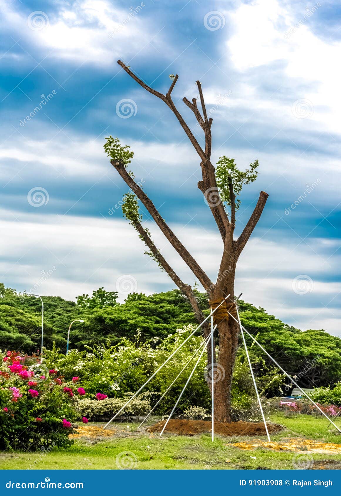 Tree with Metal Rod Support Stock Photo - Image of hand, manage: 91903908