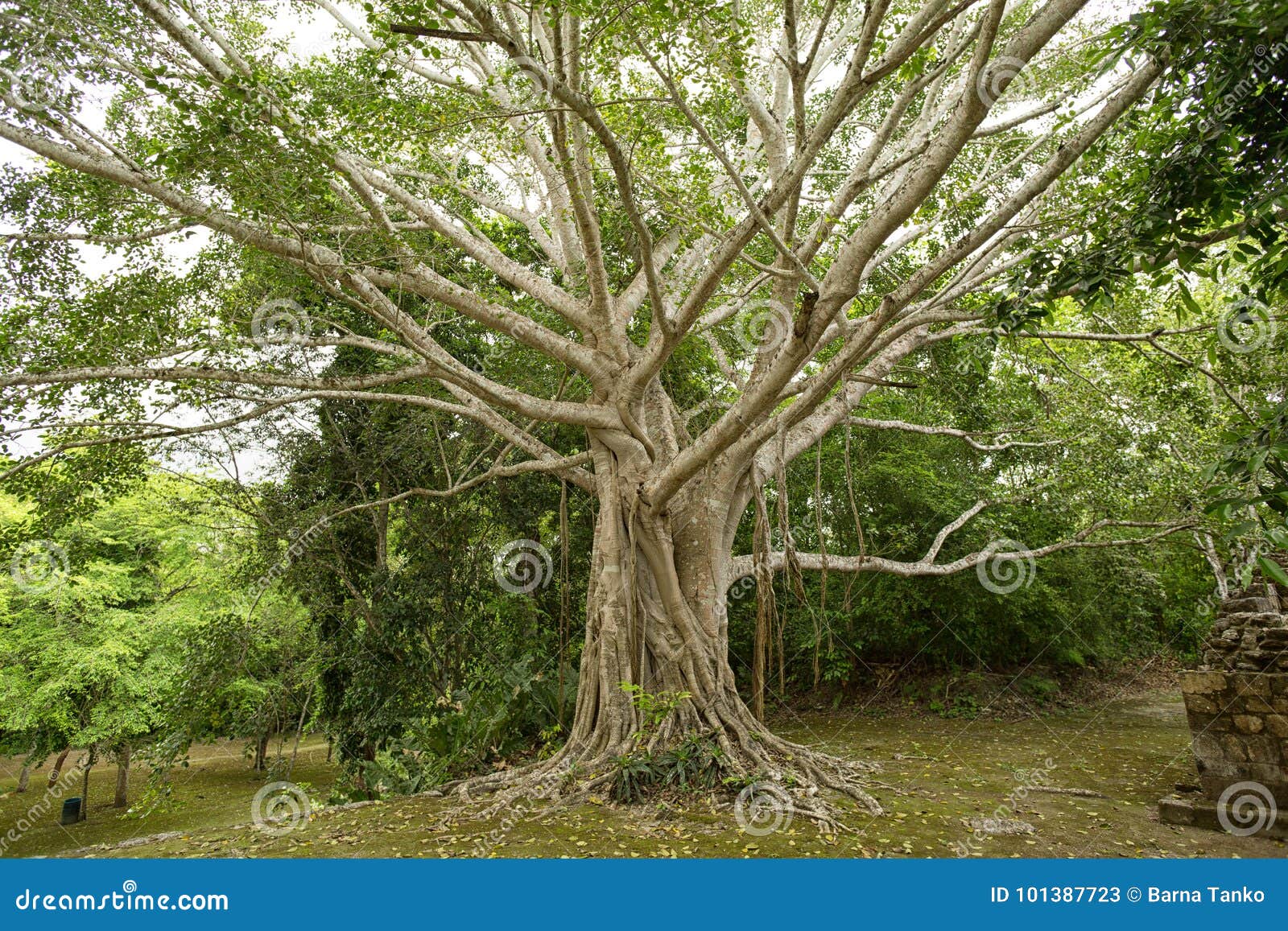 Tree in the Mexican jungle stock image. Image of yucatan - 101387723