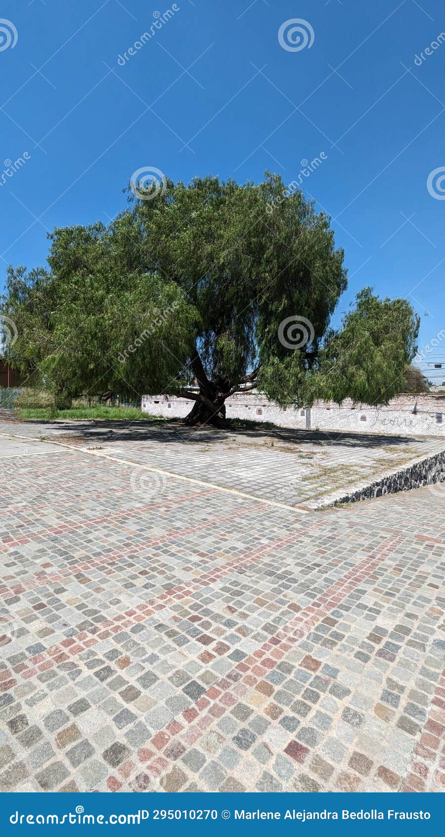 Tree in the Middle of a Concrete Street with Grass Stock Photo - Image ...