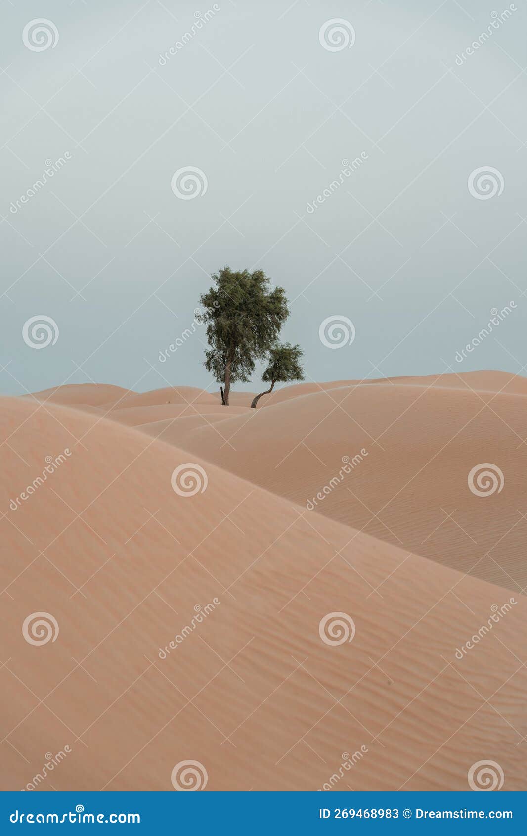 Tree in the Middle of the Desert in Dubai Stock Image - Image of butte ...