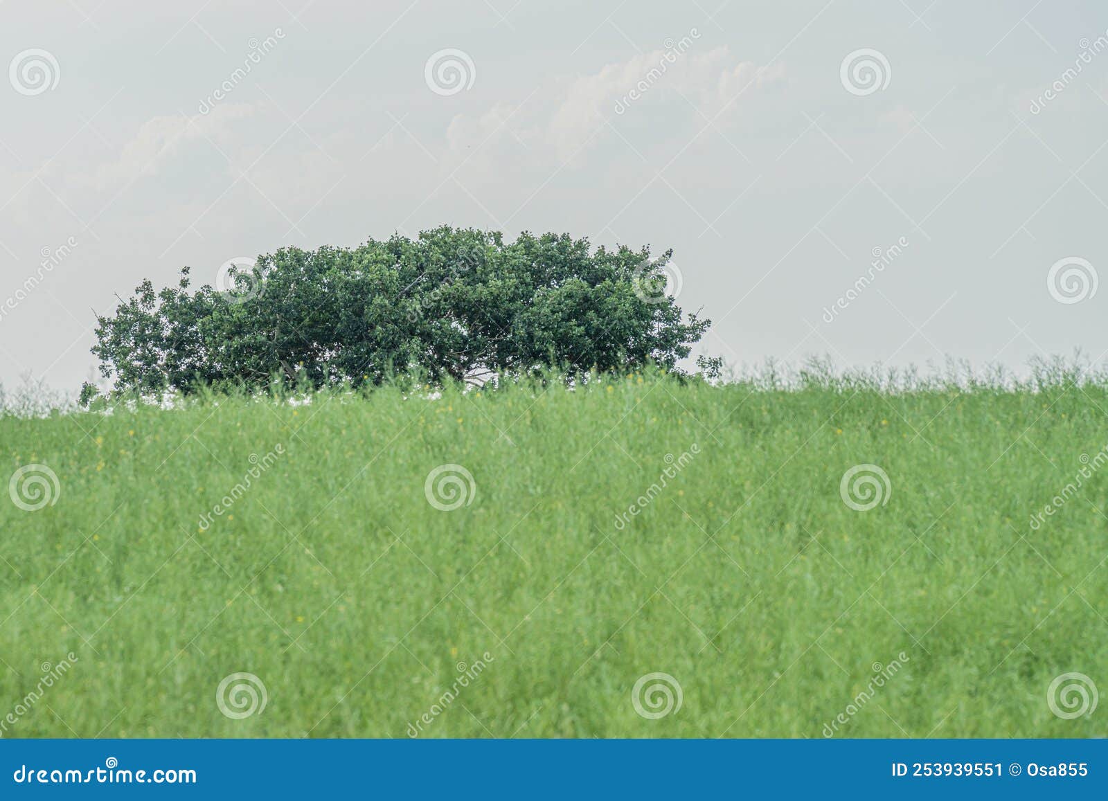 Tree in Middle of Farm Field in Summer Stock Image - Image of outdoors ...