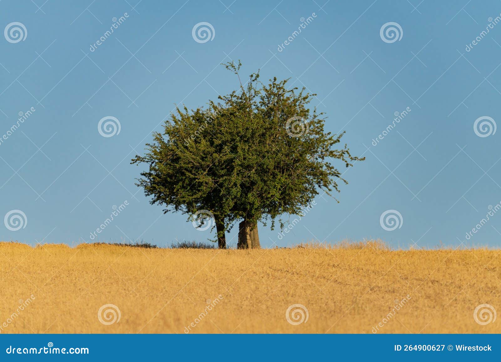 Tree in the Middle of the Field in the Background of Blue Sky Stock ...