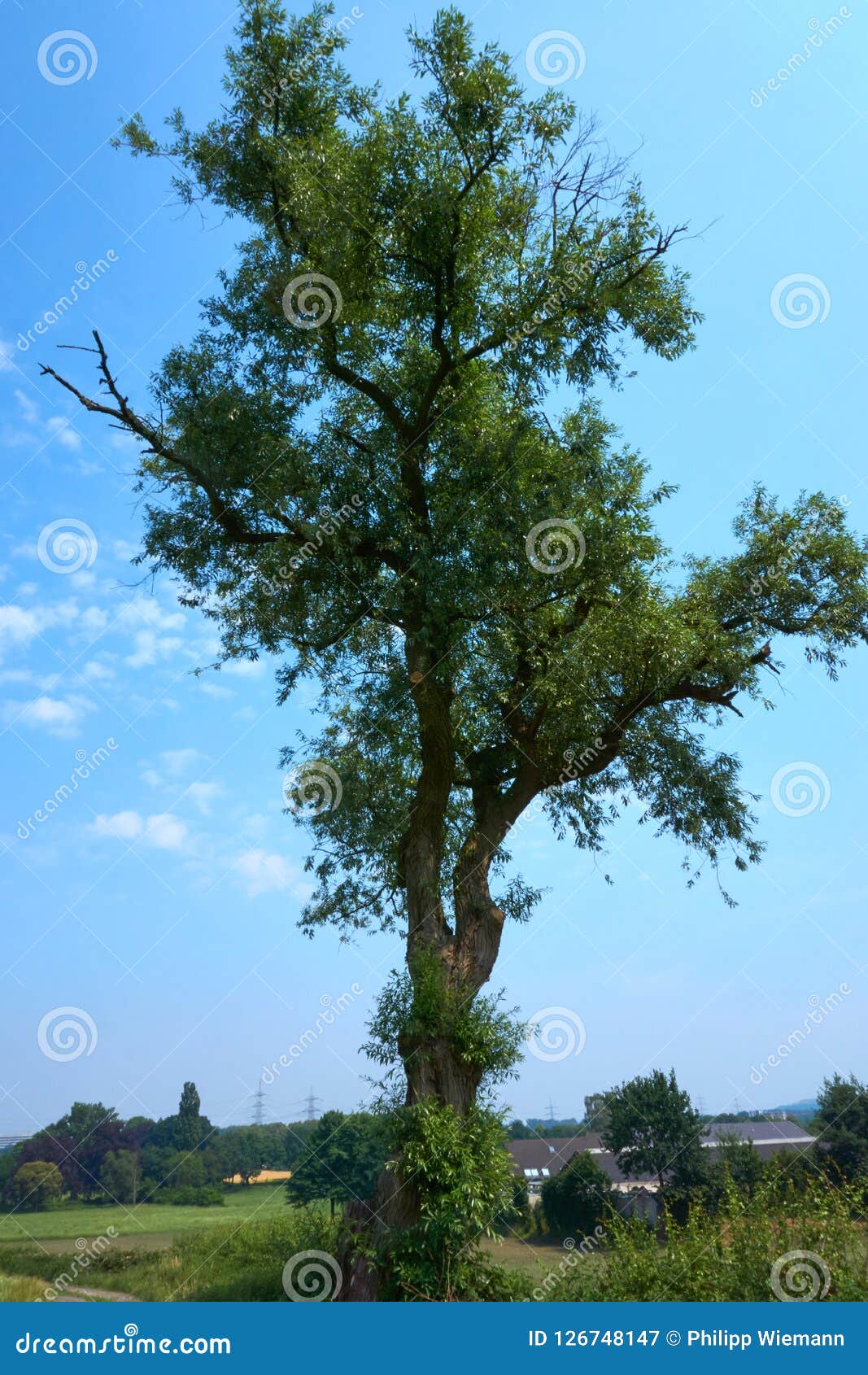 Tree in a Middle of a Field in Close Up Stock Image - Image of hill ...