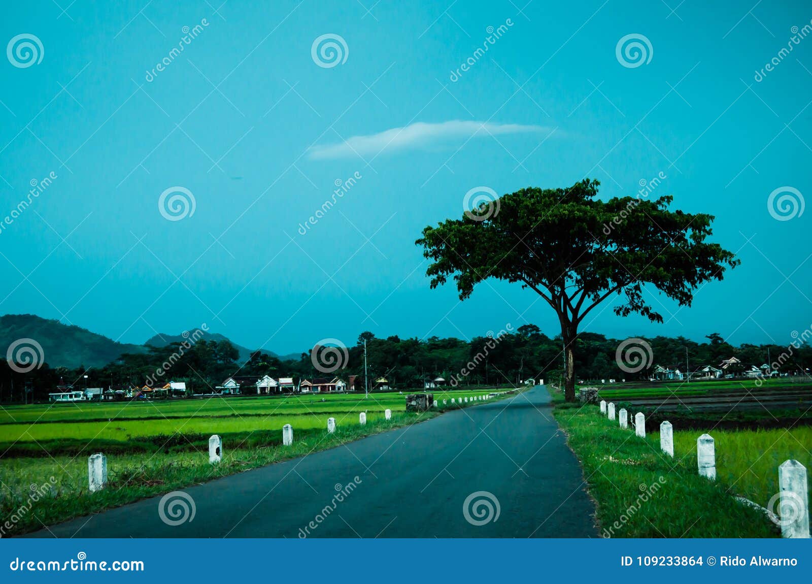 Tree in the Middle of Field and Clear Blue Sky Stock Photo - Image of ...