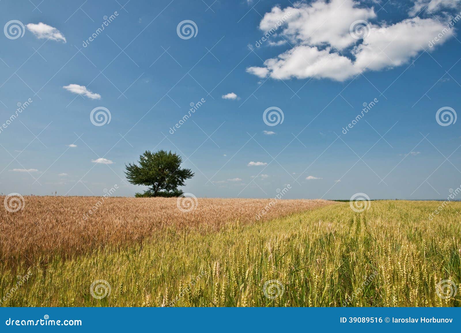 Tree in the Middle of the Field Stock Photo - Image of plants ...