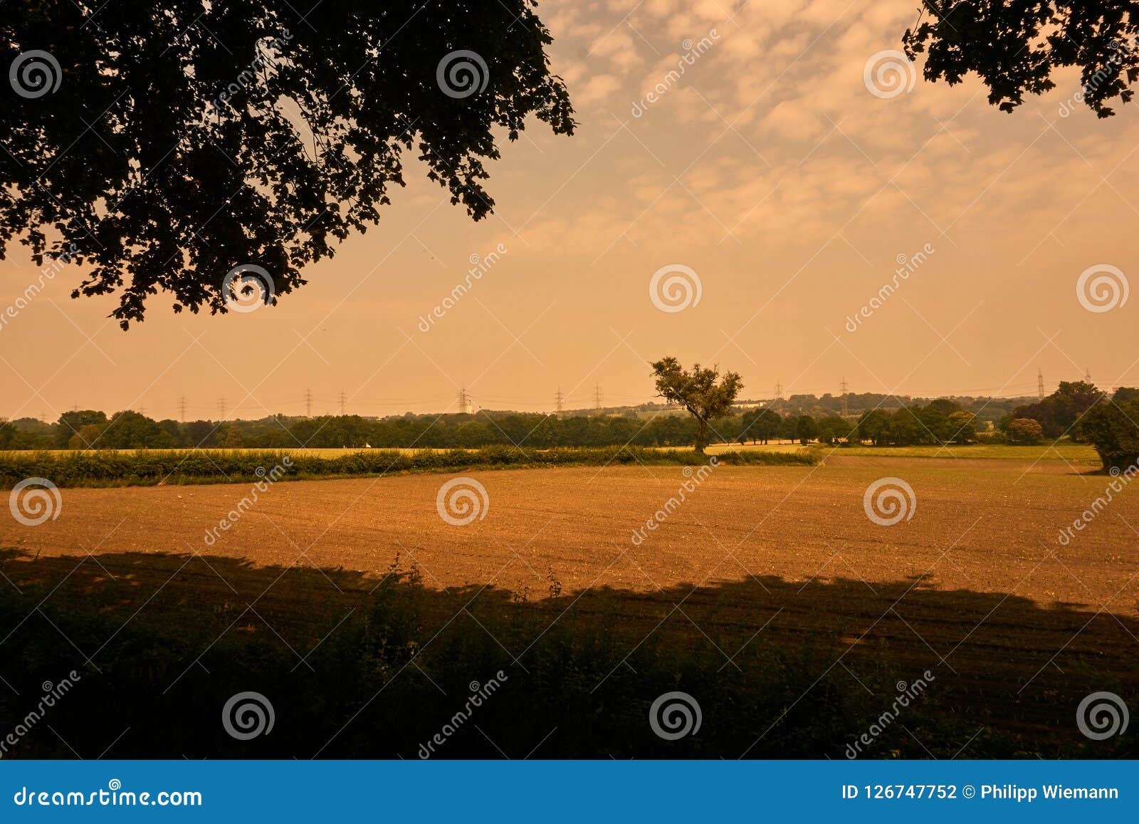 Tree in a Middle of a Field Stock Photo - Image of park, middle: 126747752