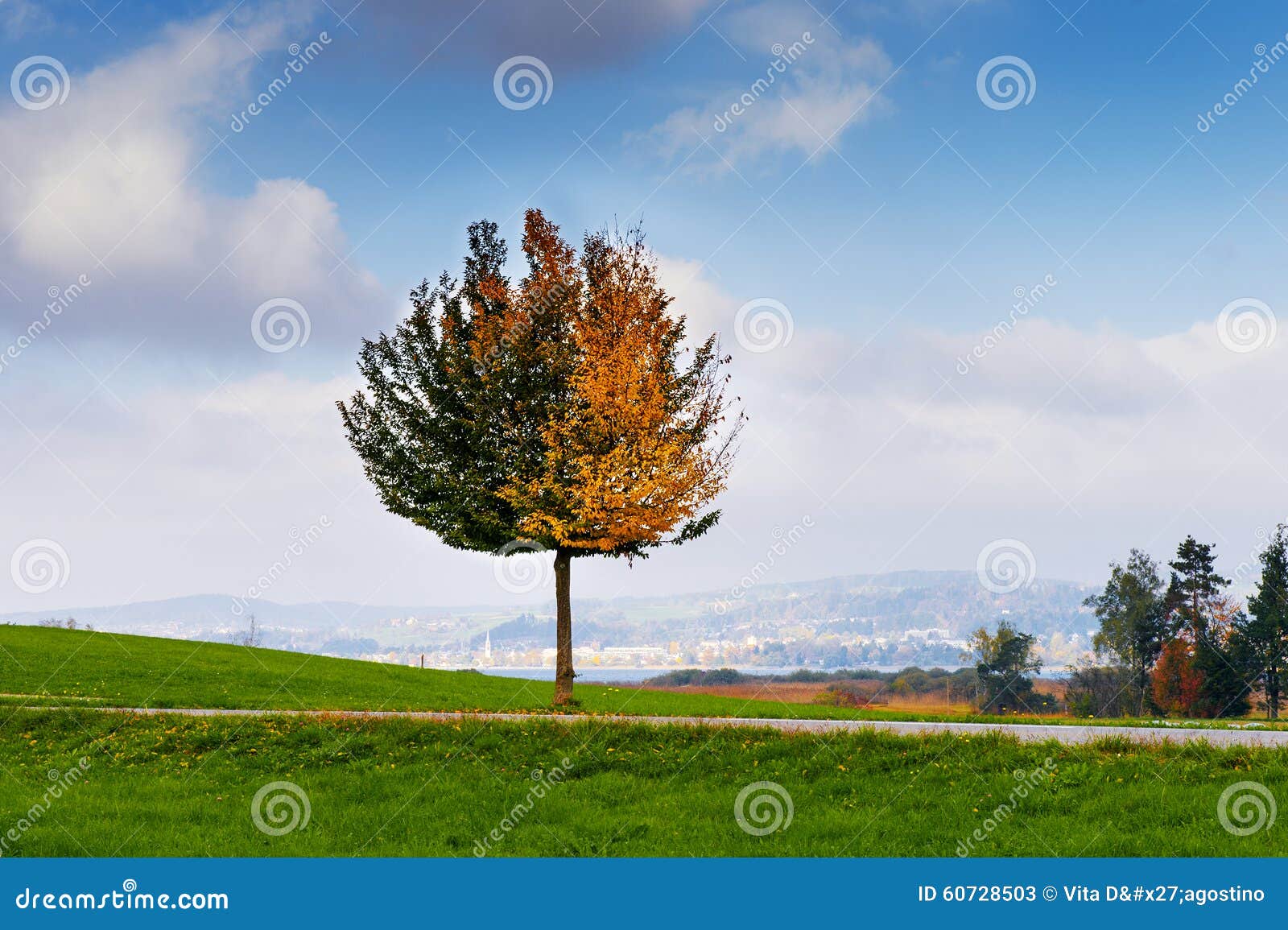 Tree in the Middle of a Field Stock Image - Image of change, front ...