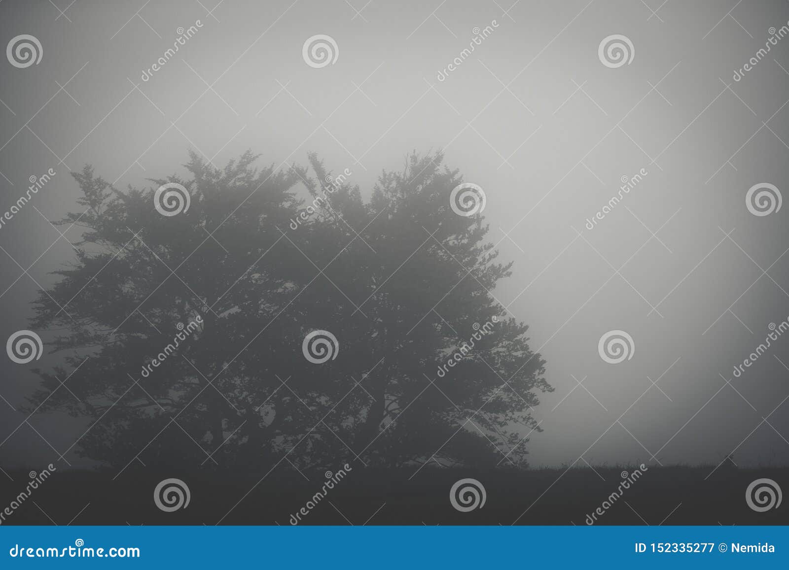 Tree in the Middle of the Fog Stock Image - Image of nature, field ...