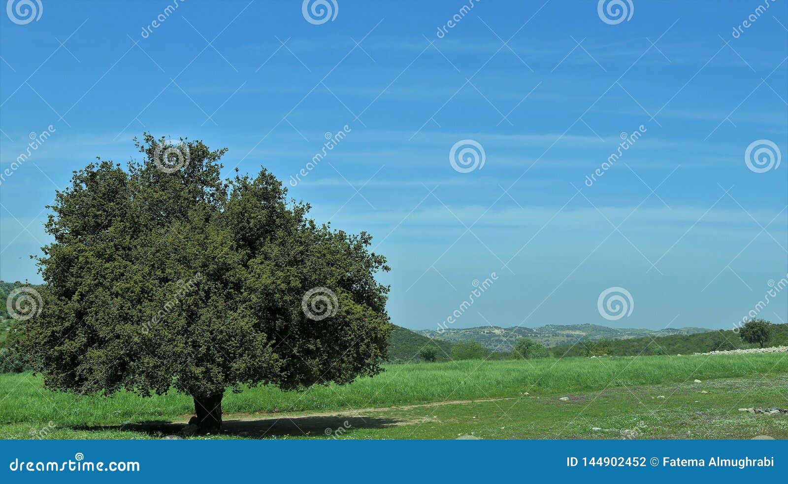 A Tree in the Middle in the Grass Stock Photo - Image of beauty, people ...