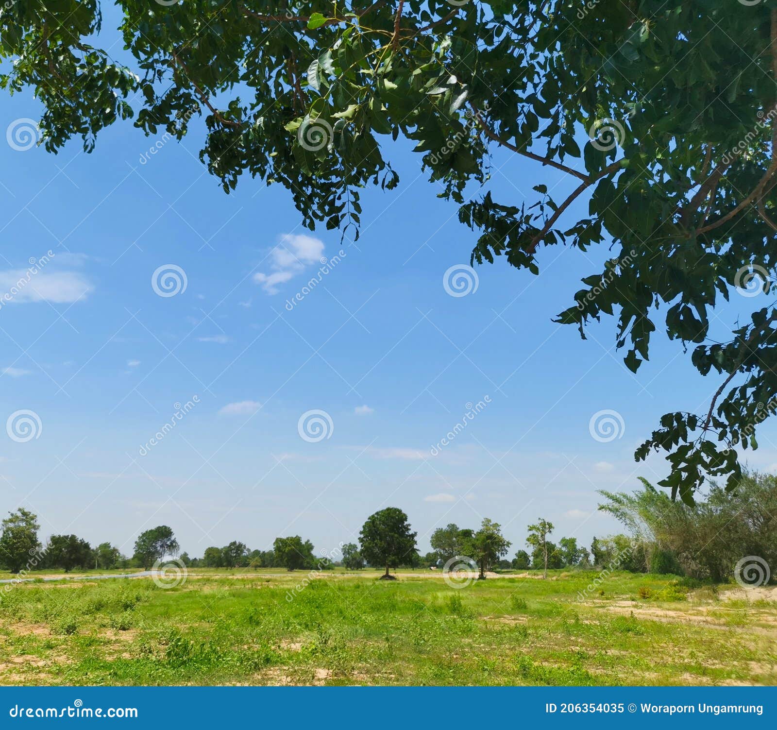 A Tree in the Middle of a Green Meadow Under the Blue Sky. Rural ...