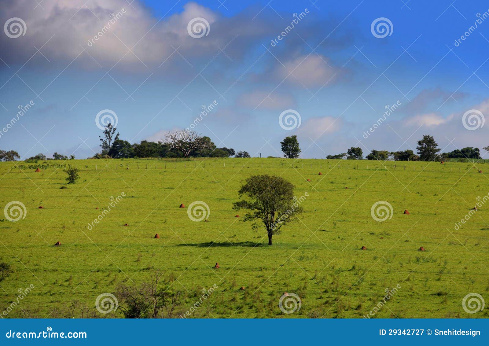 Tree in the Middle of Meadow Stock Image - Image of blue, branch: 29342727