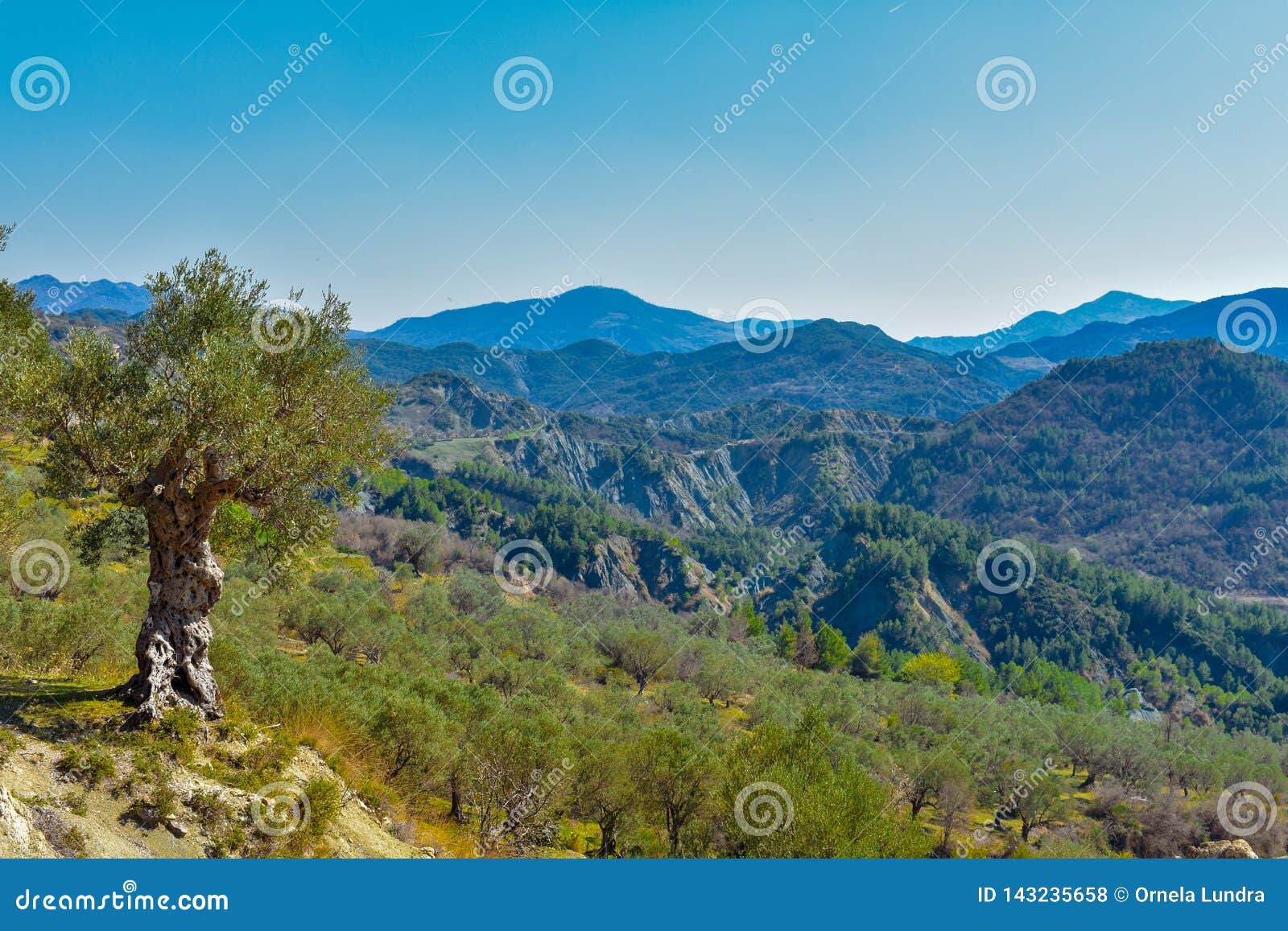 A Tree in the Middle of Mountains and Valleys Stock Photo - Image of ...