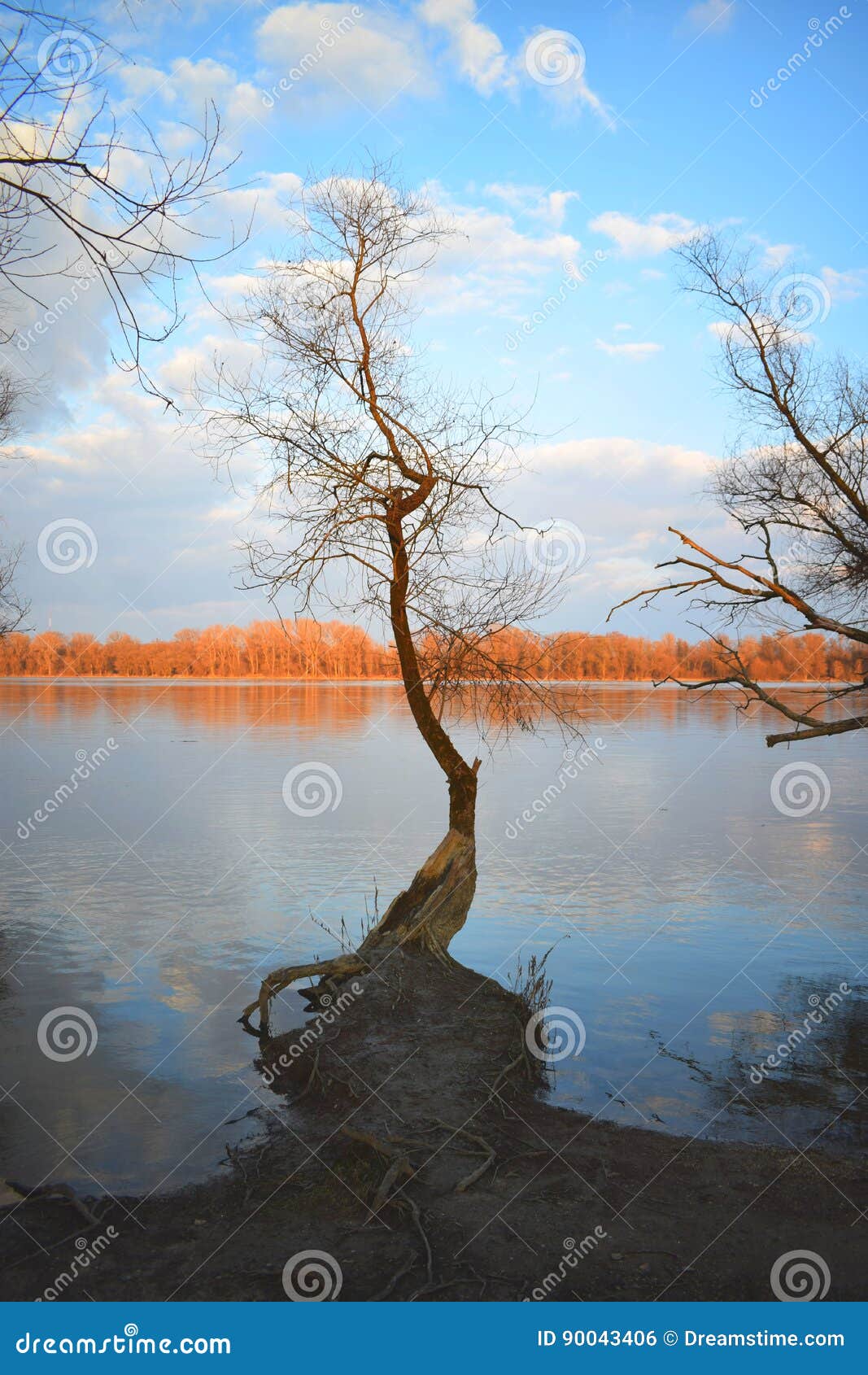 Tree in the Middle by the River Stock Photo - Image of stripped, color ...