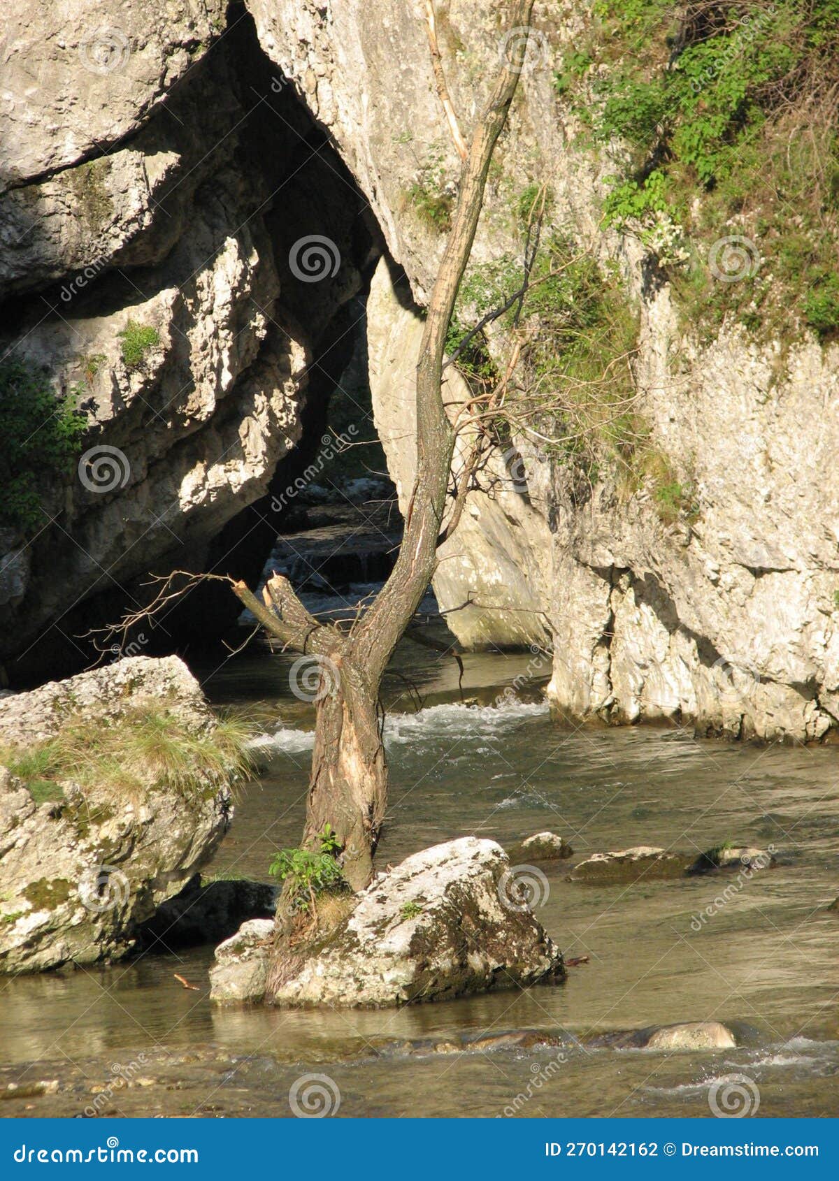 A Tree in the Middle of the River Stock Photo - Image of wildlife ...