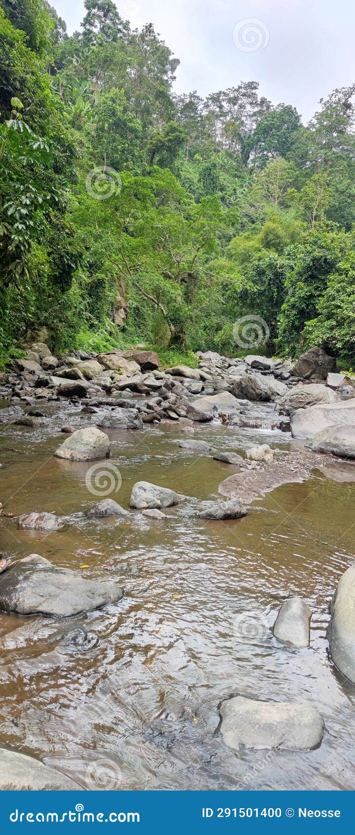Tree middle of river stock photo. Image of wadi, water - 291501400