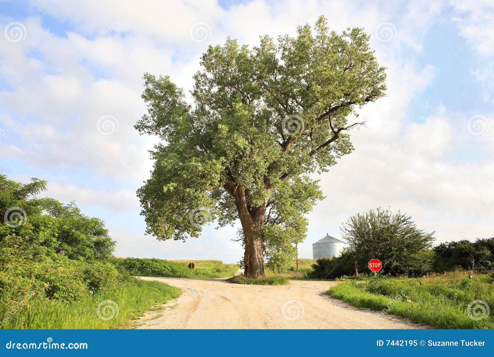 The Tree in the Middle of the Road Stock Image - Image of landscape ...