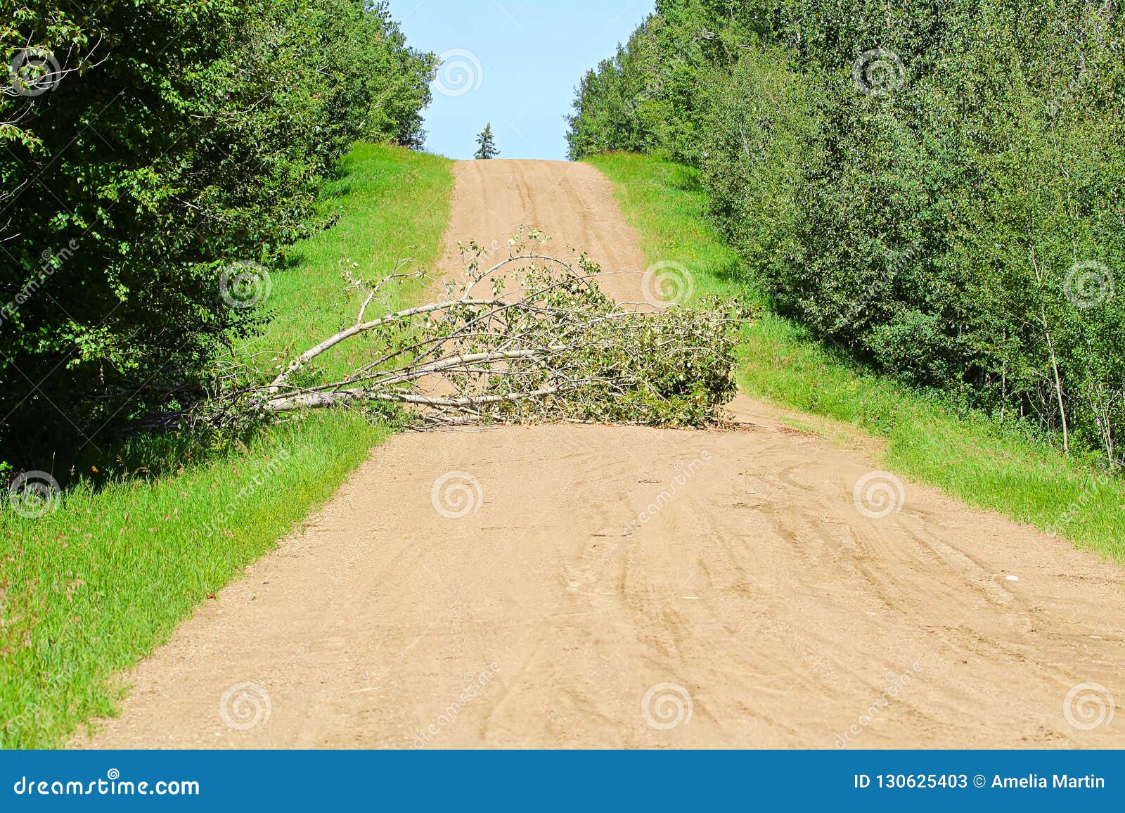 A Tree in the Middle of the Road Causing an Obstruction Stock Image ...
