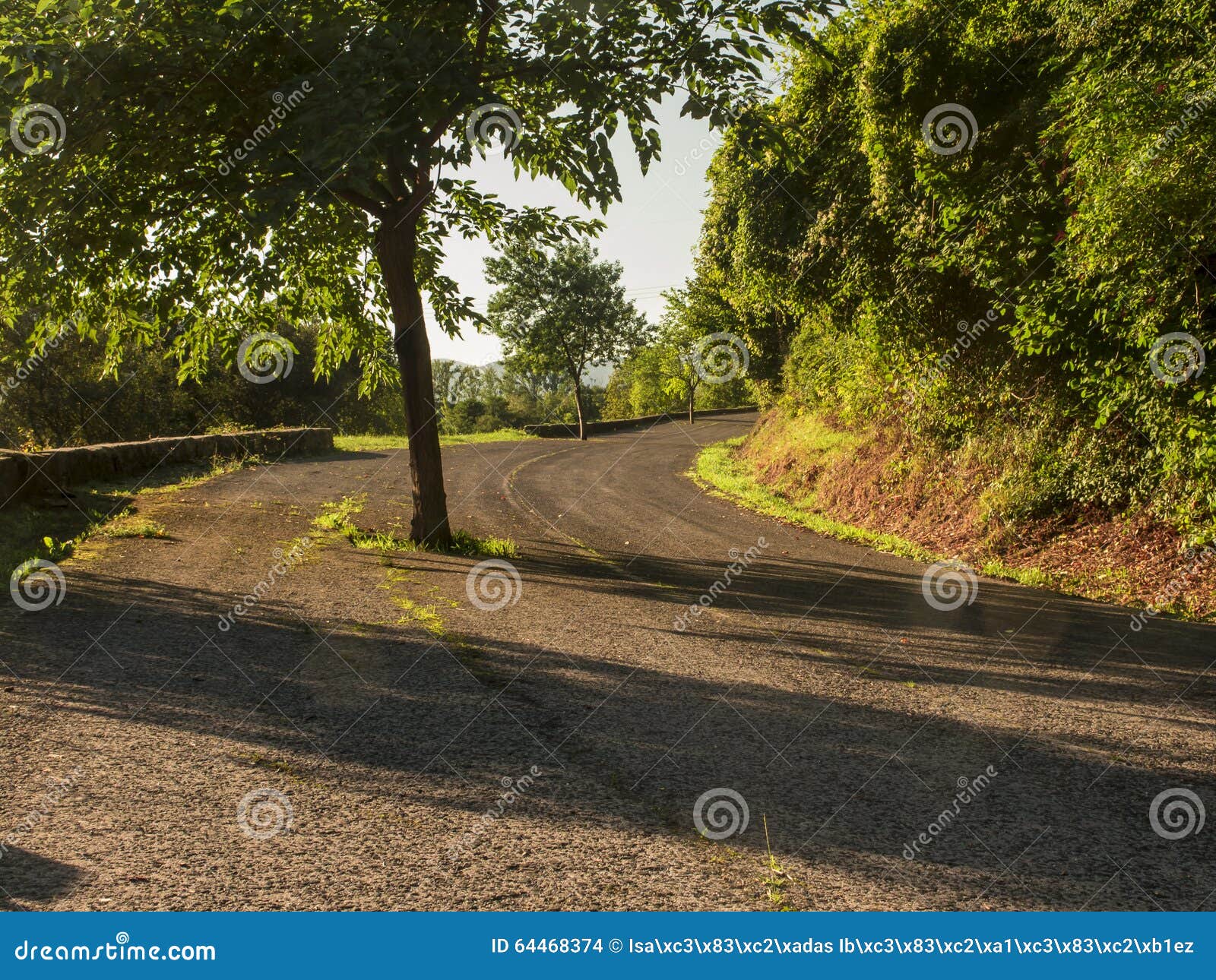 Tree in the Middle of the Road Stock Photo - Image of roadside, pass ...
