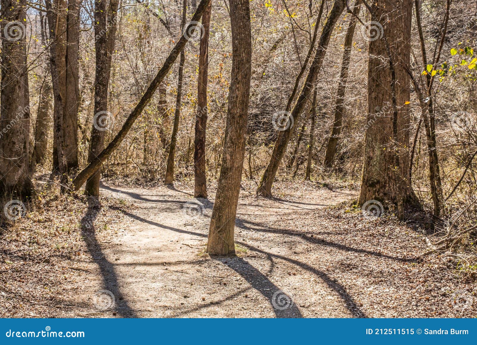A Split Trail in the Forest Stock Image - Image of pathway, outdoor ...