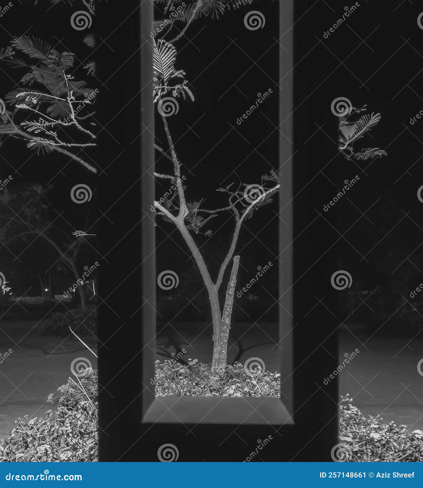 Tree in the Middle of Two Framing Poles Stock Image - Image of framing ...