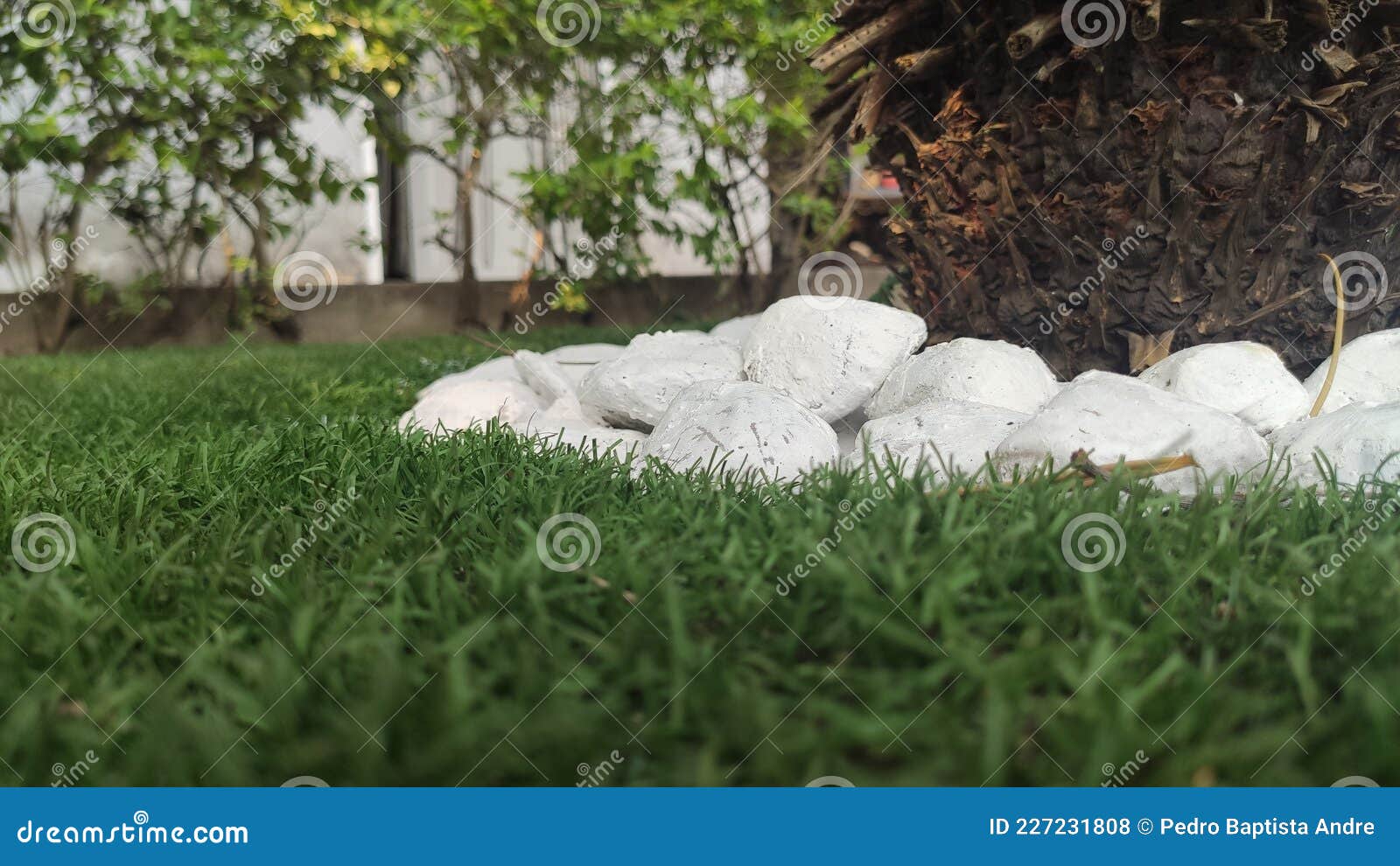 Tree in the Middle of White Pebbles with Grass beside Stock Photo ...