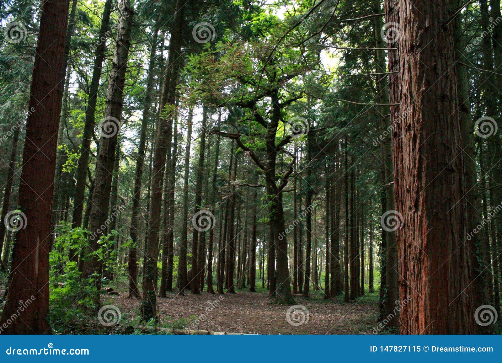 Large Tree in Middle of Opening in Woods Stock Image - Image of ...