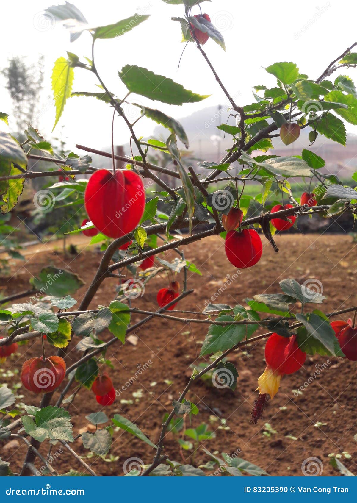 Tree stock photo. Image of tree, gardent, flowers, mini - 83205390